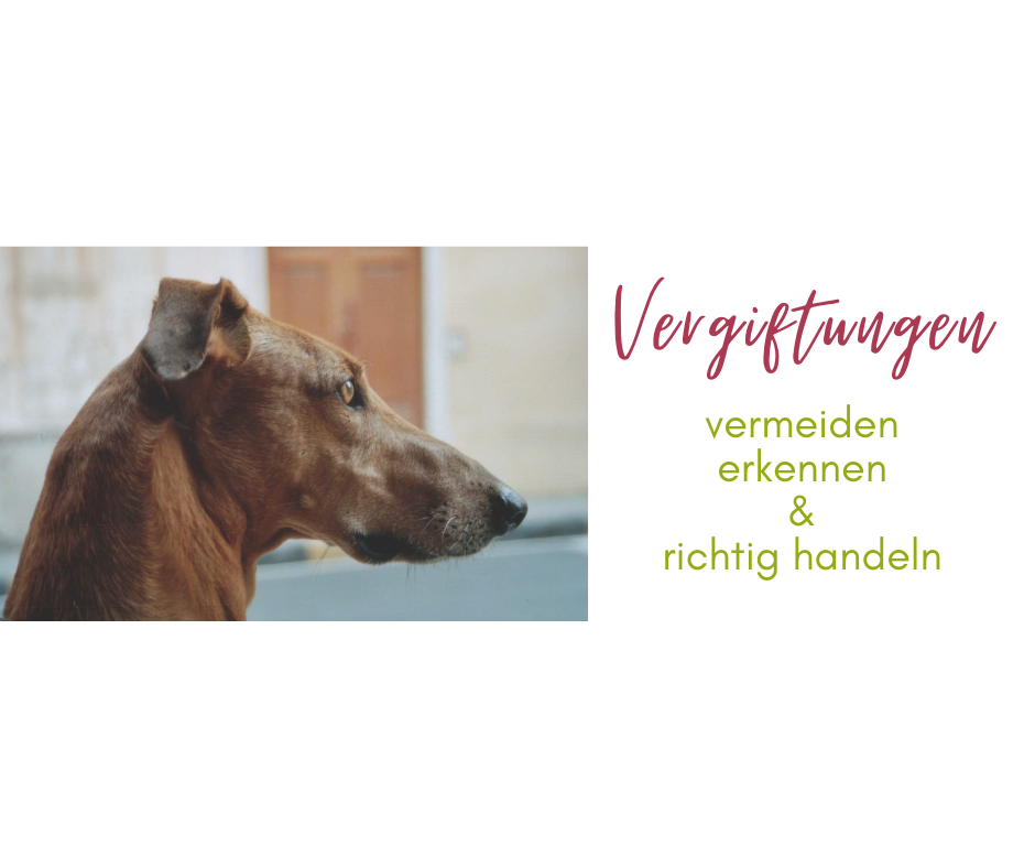 Blog: Vergiftungen: Vermeiden, erkennen & richtig handeln